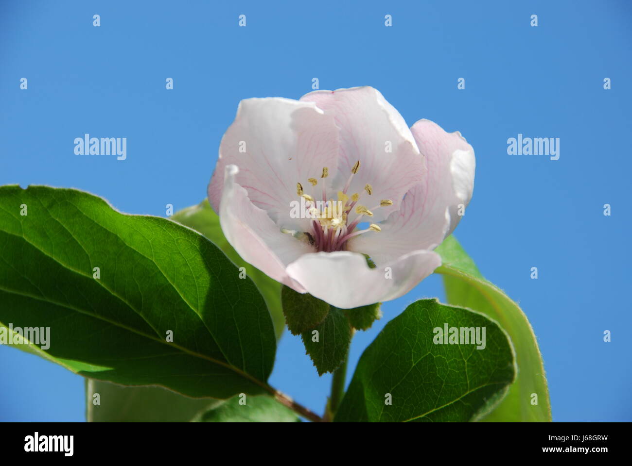 bloom blossom flourish flourishing medicinal plant cultigen quince ...