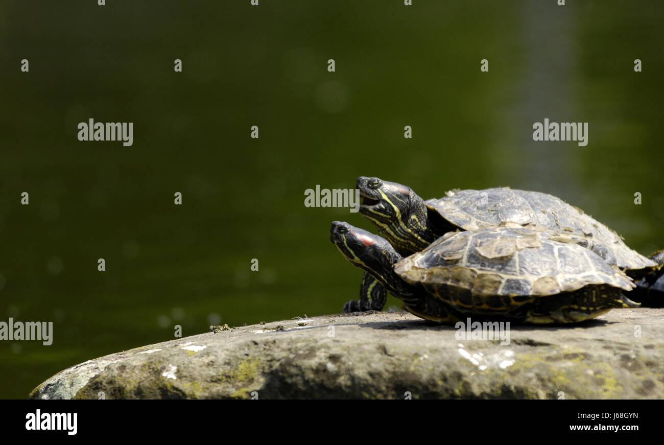 Turtle tortoise laugh laughs laughing hi-res stock photography and ...