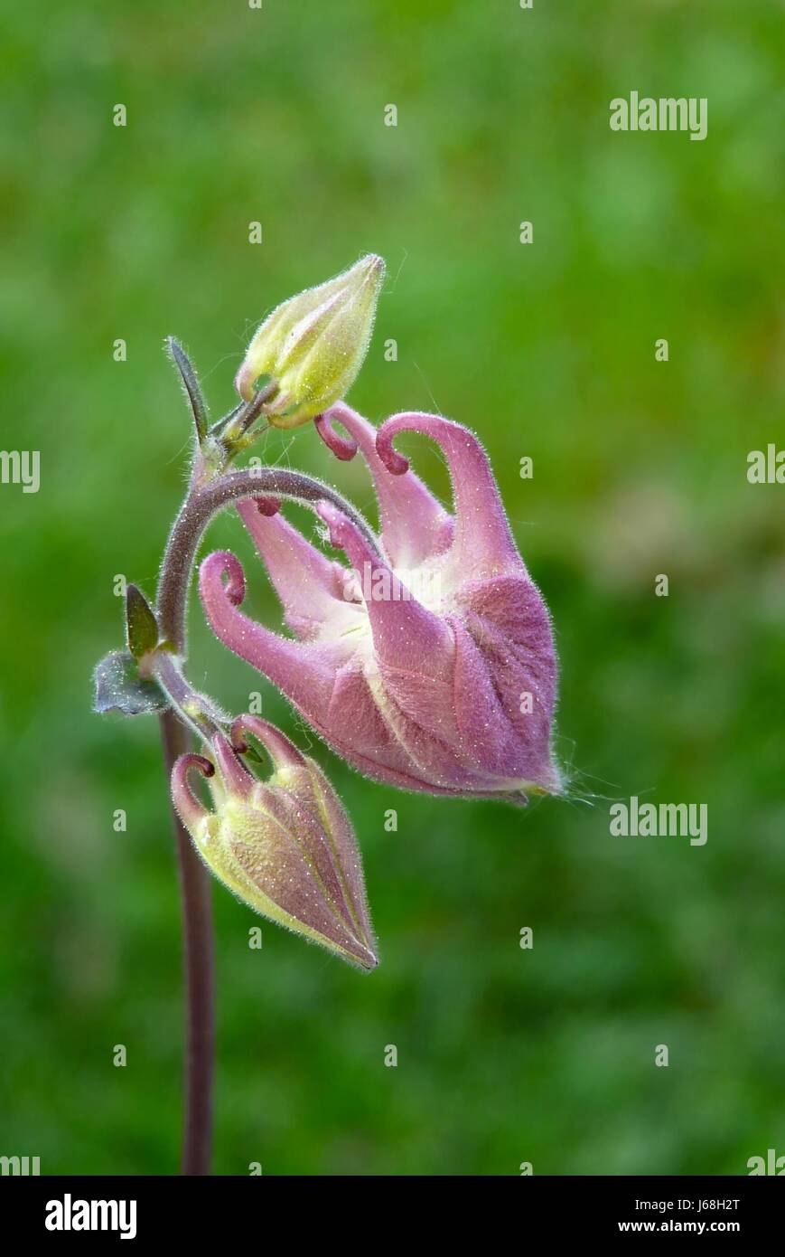 Columbine buds hi-res stock photography and images - Alamy