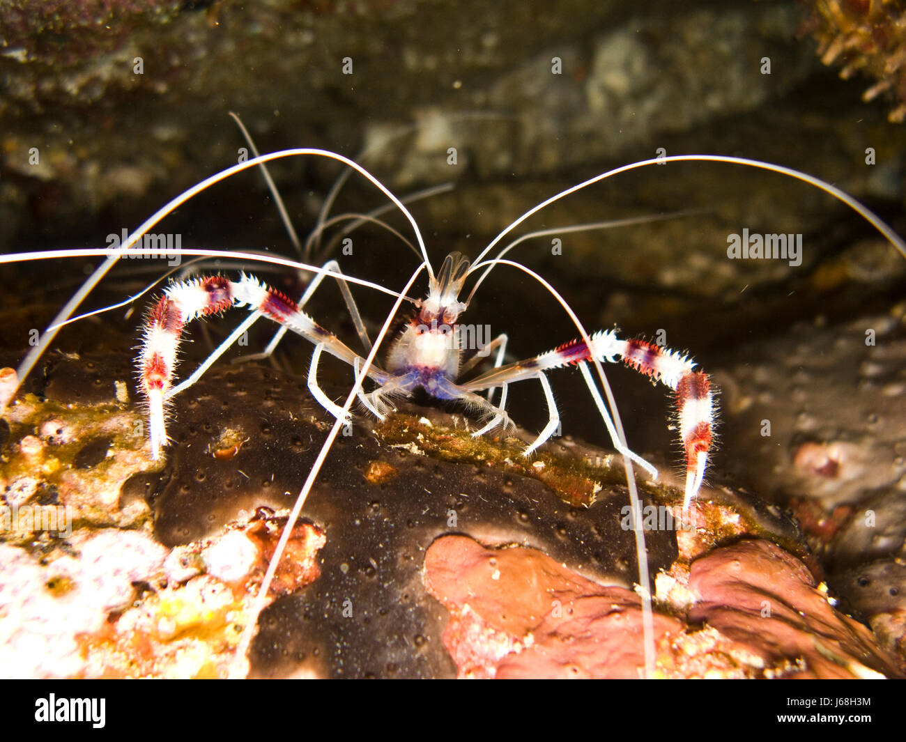 animals underwater shrimp dive cancer water travel animal indonesia ...
