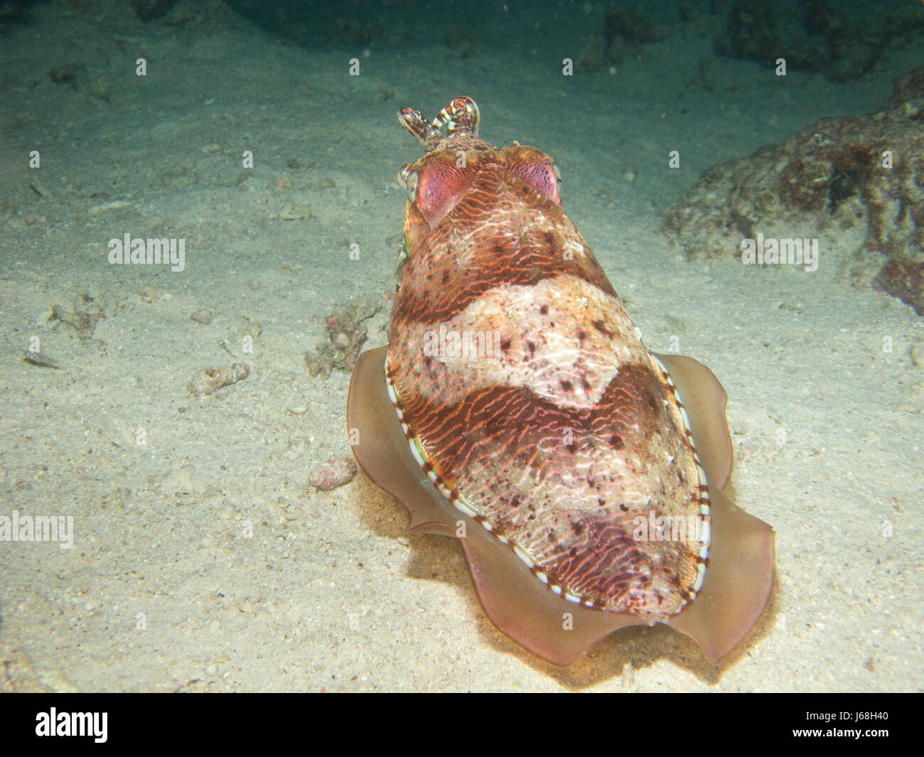 sepia underwater dive octopus water travel indonesia tear sepien ...