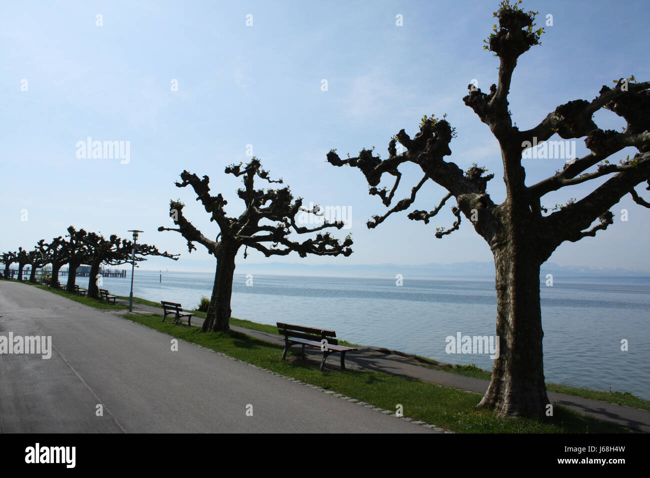 promenade tree trees beach seaside the beach seashore harbor radio ...