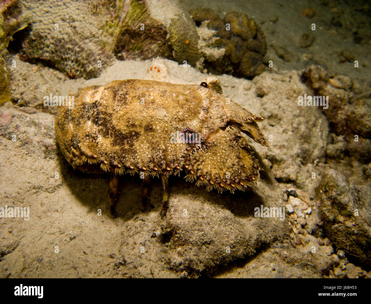 underwater dive cancer salt water sea ocean water indonesia underwater ...