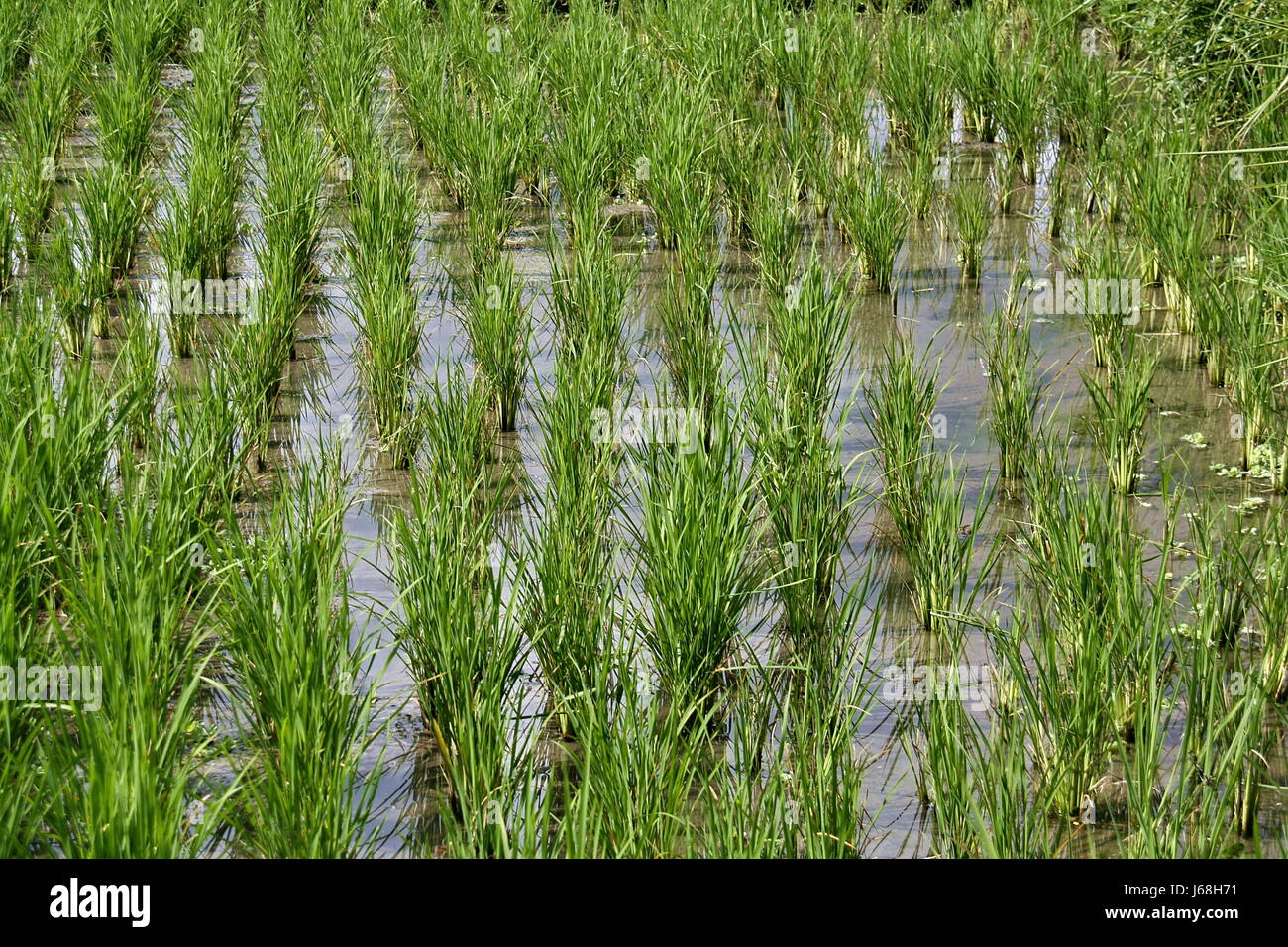 green useful plant paddy field aquatic plant watering irrigation food ...
