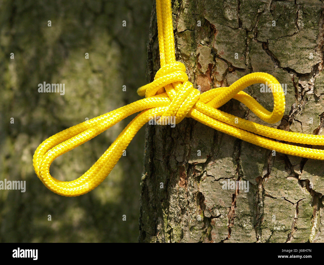 knotted tree with a yellow rope Stock Photo - Alamy