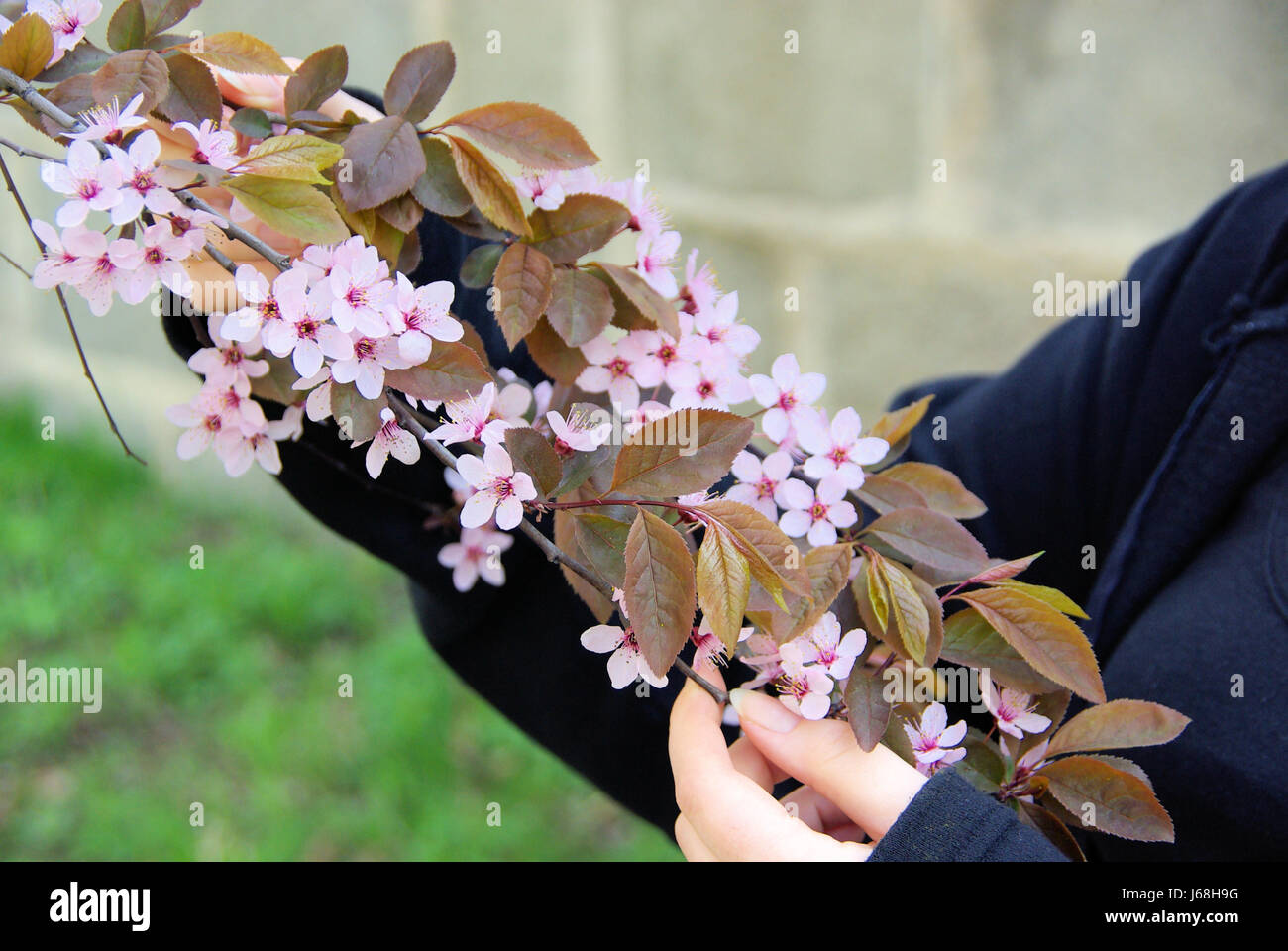 Blood Plum High Resolution Stock Photography and Images - Alamy