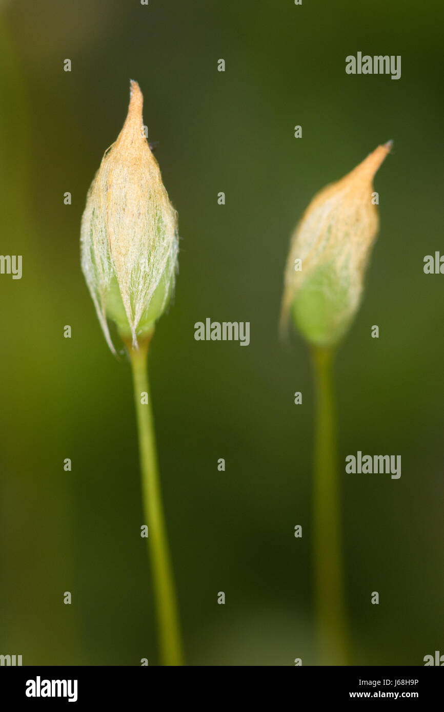 Moss capsules plant hi-res stock photography and images - Alamy