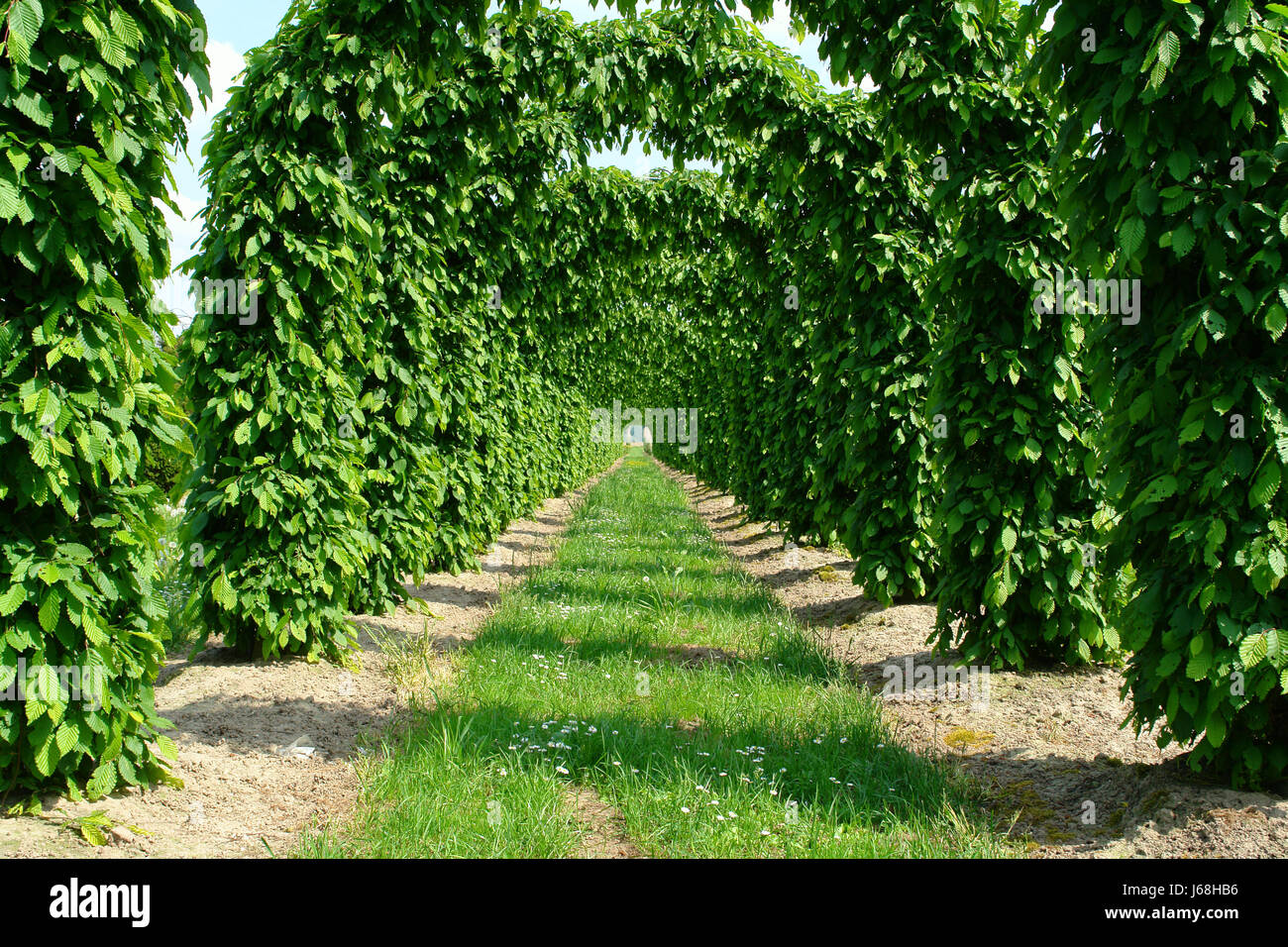 Circular hedge hi-res stock photography and images - Alamy