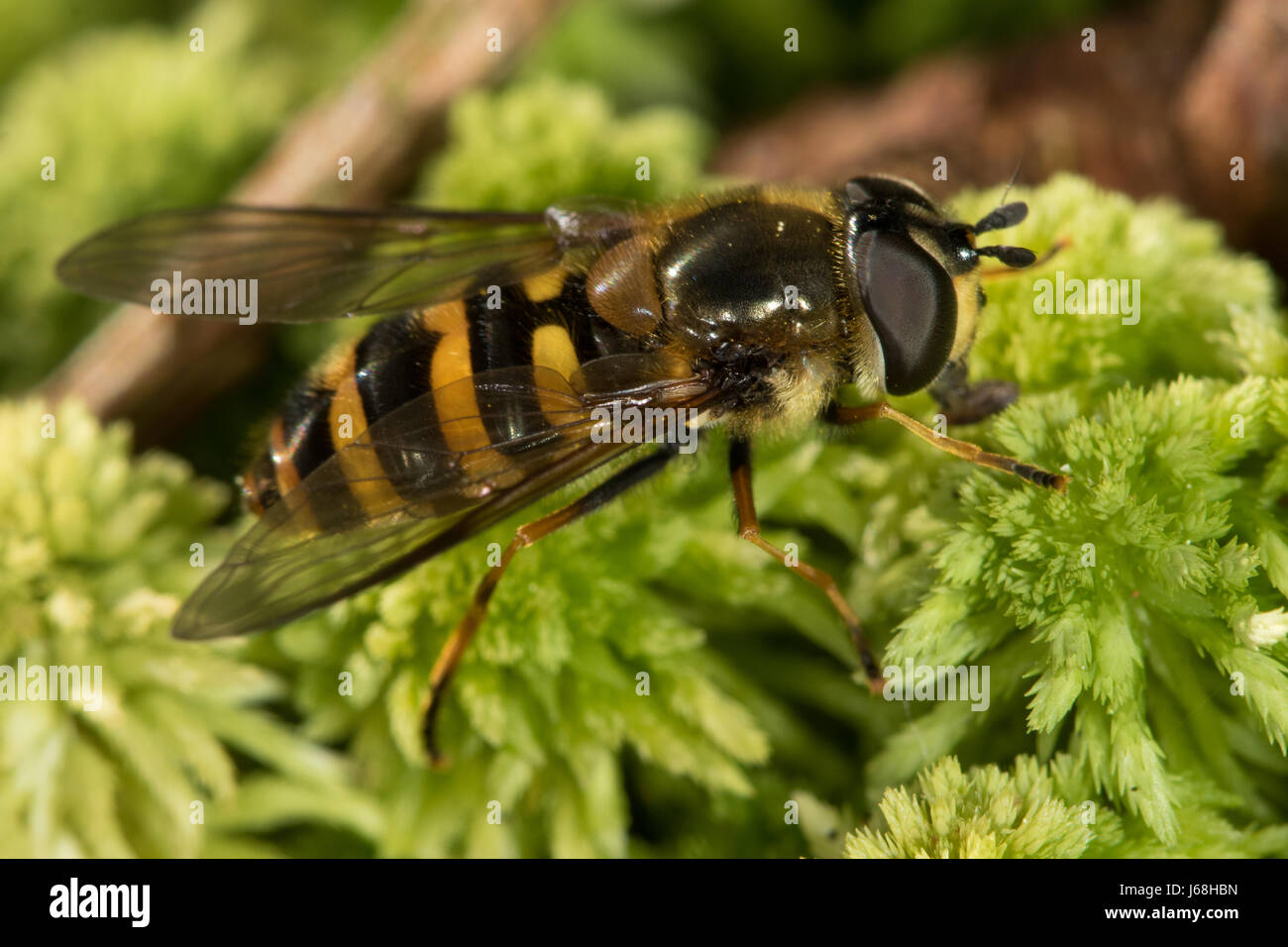 Didea fasciata hoverfly hi-res stock photography and images - Alamy