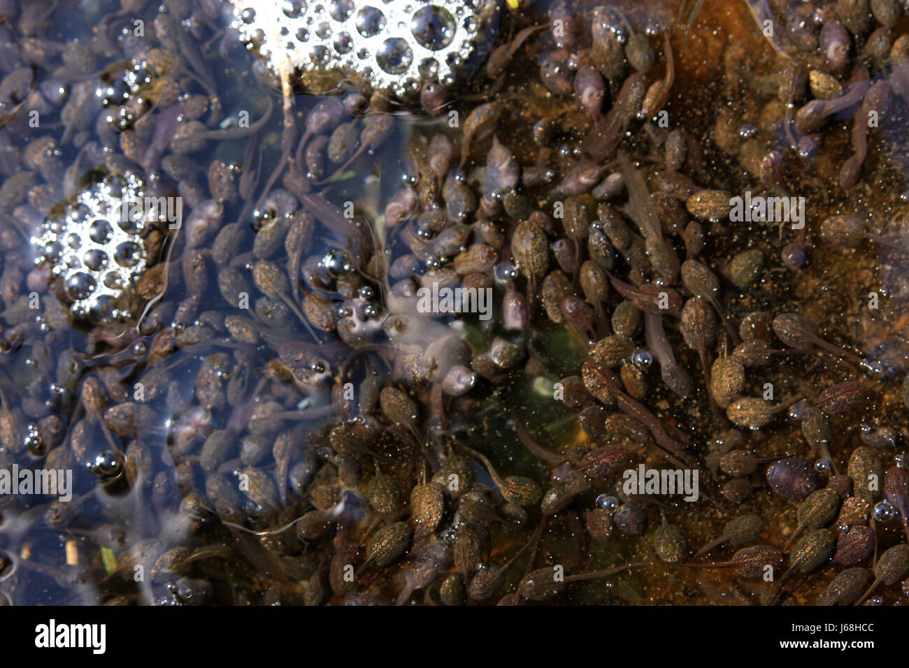 animal frog tail spawn tadpole polliwog water waters animal offspring ...