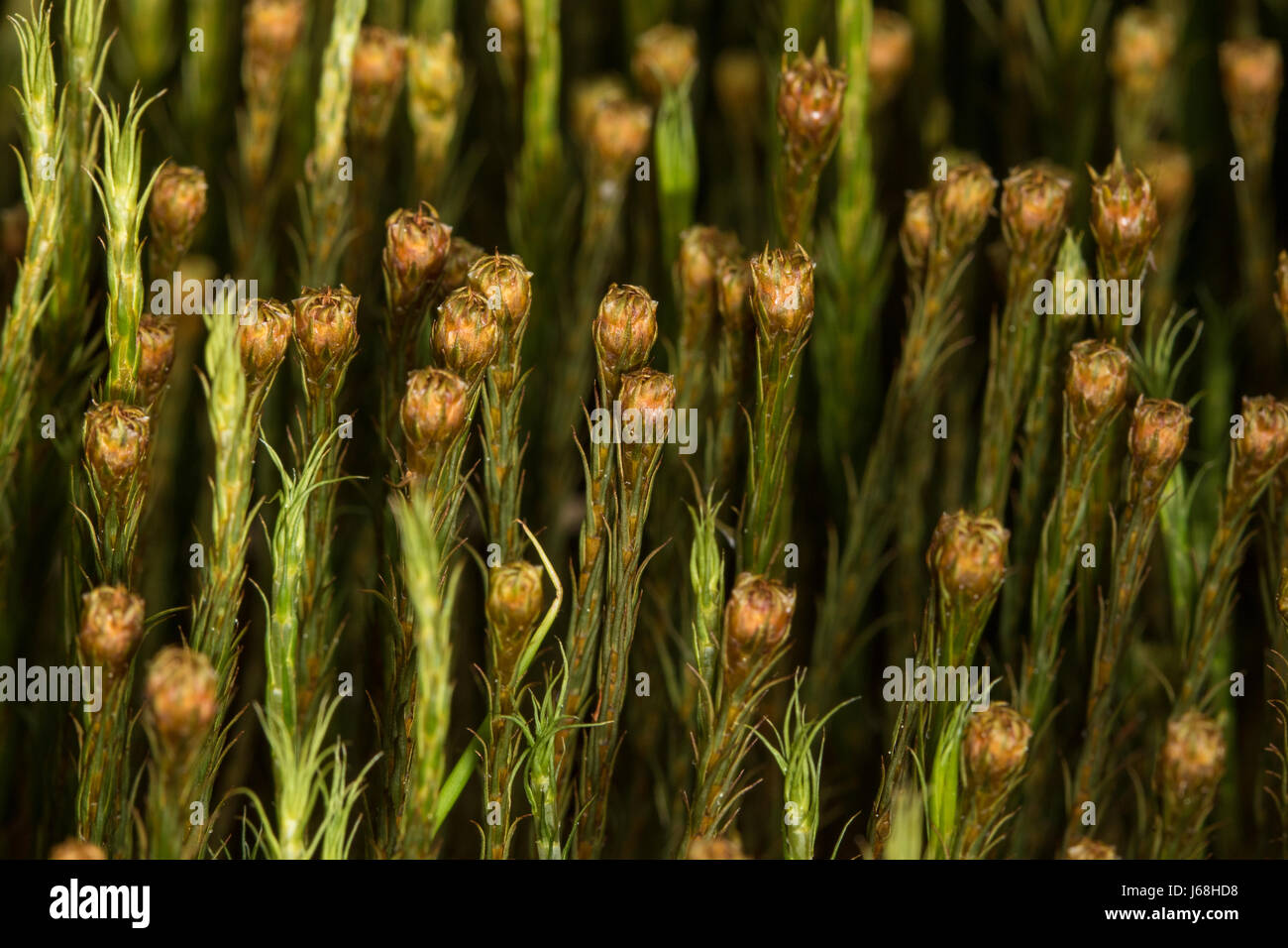 Polytrichum capsule hi-res stock photography and images - Alamy