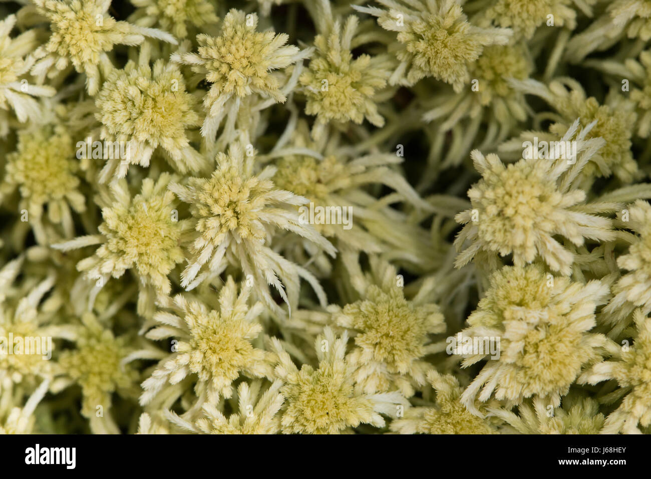 Sphagnales hi-res stock photography and images - Alamy