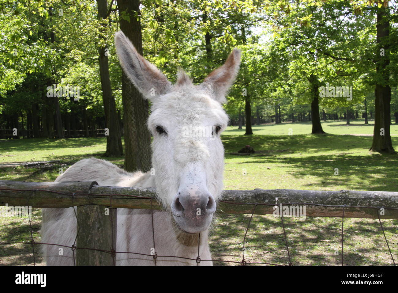 horse animal pet mammal donkey mule farm animal hoofed animal macro ...