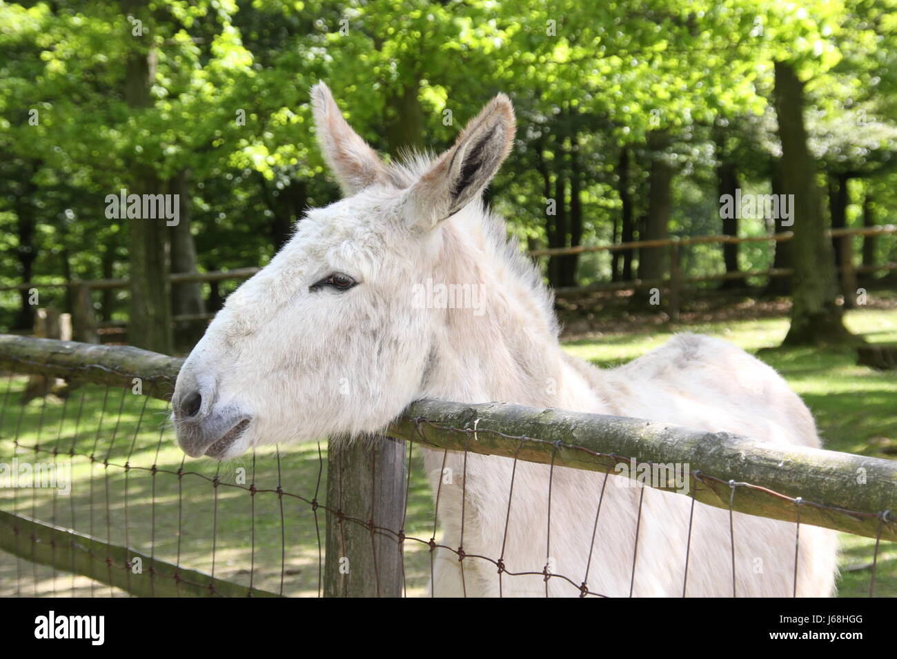 horse animal pet mammal donkey mule farm animal hoofed animal macro ...