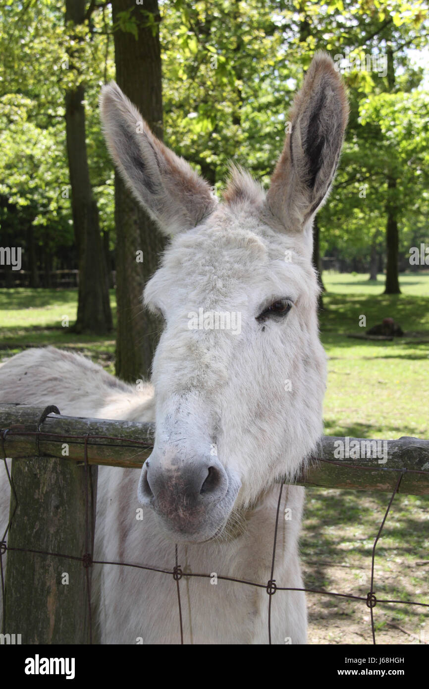 horse animal pet mammal donkey mule farm animal hoofed animal macro ...