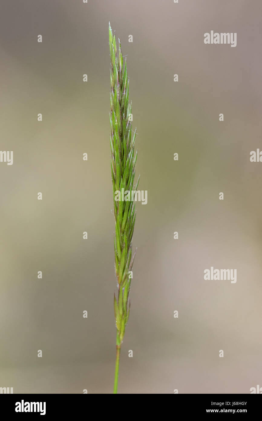 Sweet Vernal-grass (Anthoxanthum odoratum Stock Photo - Alamy