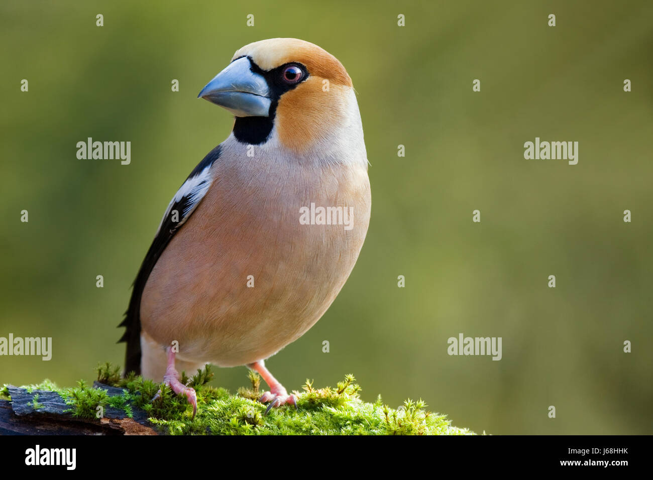 Kernbeiser hi-res stock photography and images - Alamy