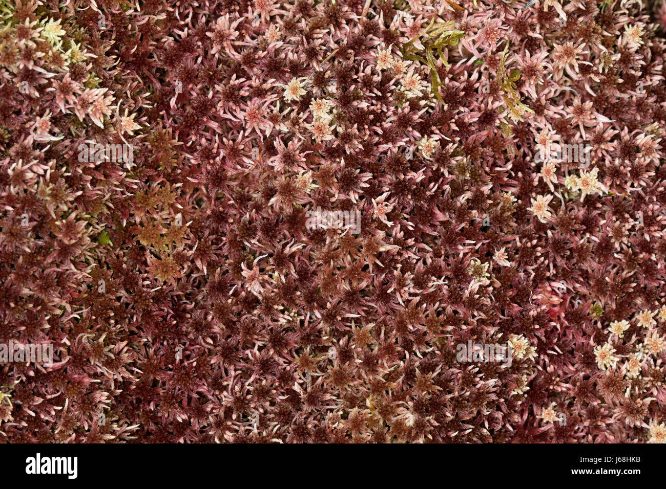 Sphagnales hi-res stock photography and images - Alamy