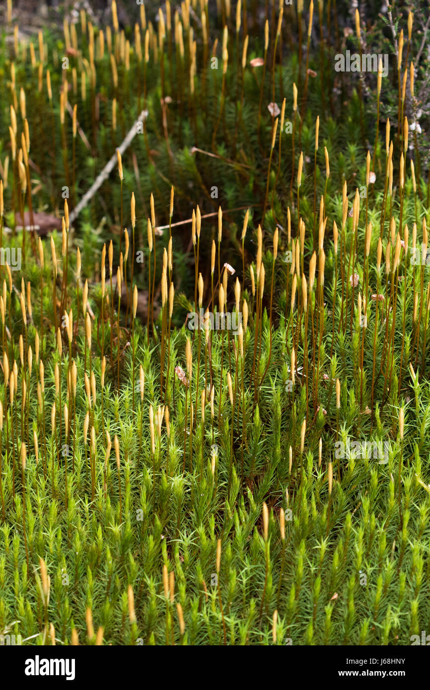 Polytrichum capsule hi-res stock photography and images - Alamy