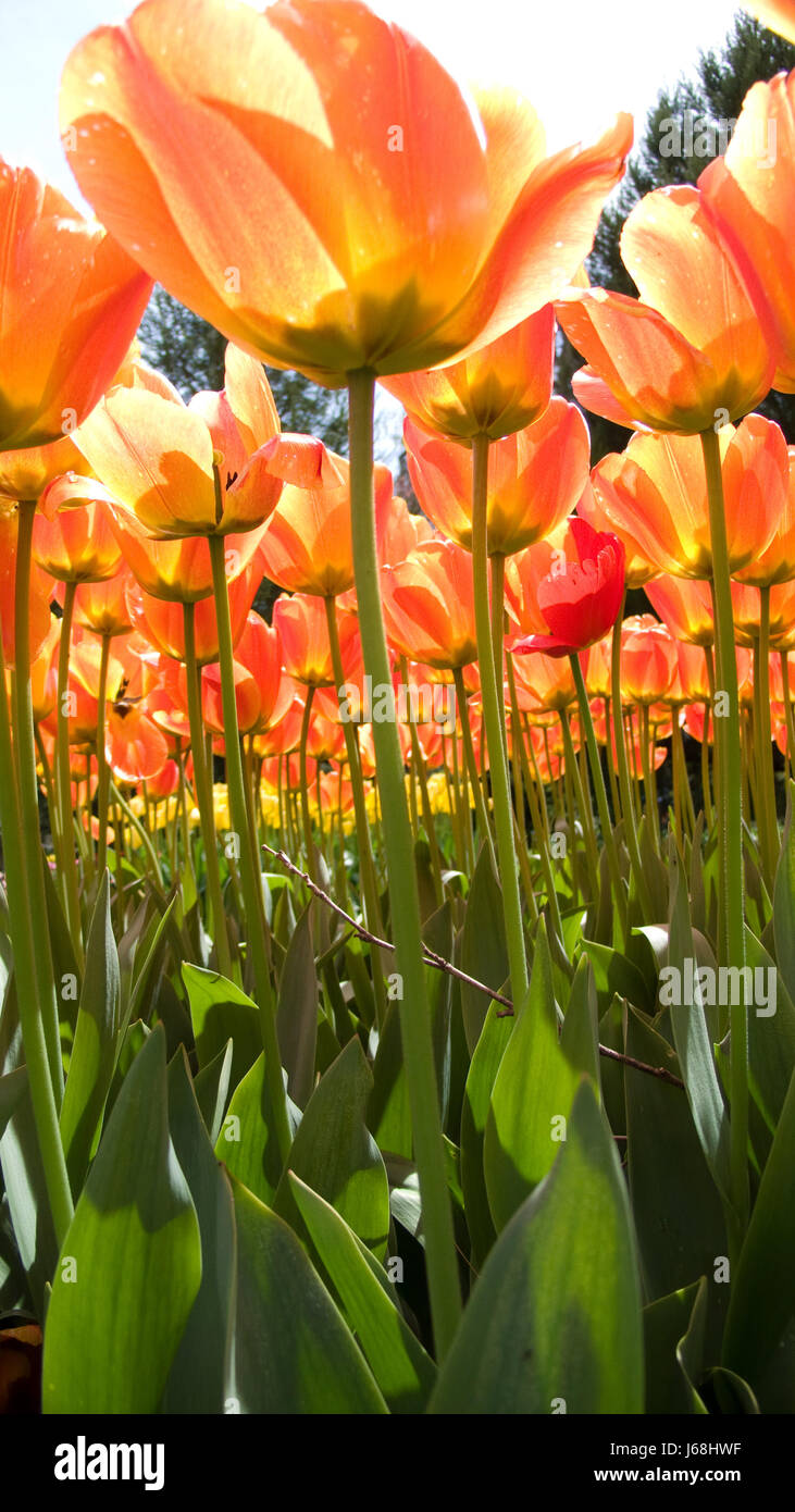 tulips from the frog perspective Stock Photo - Alamy