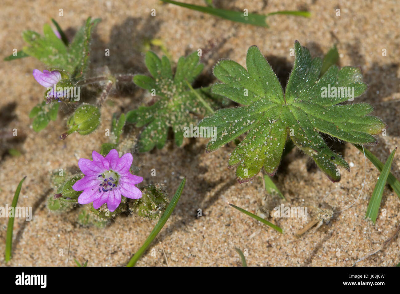 Dove's-foot Cranesbill (Geranium molle) flower Stock Photo - Alamy