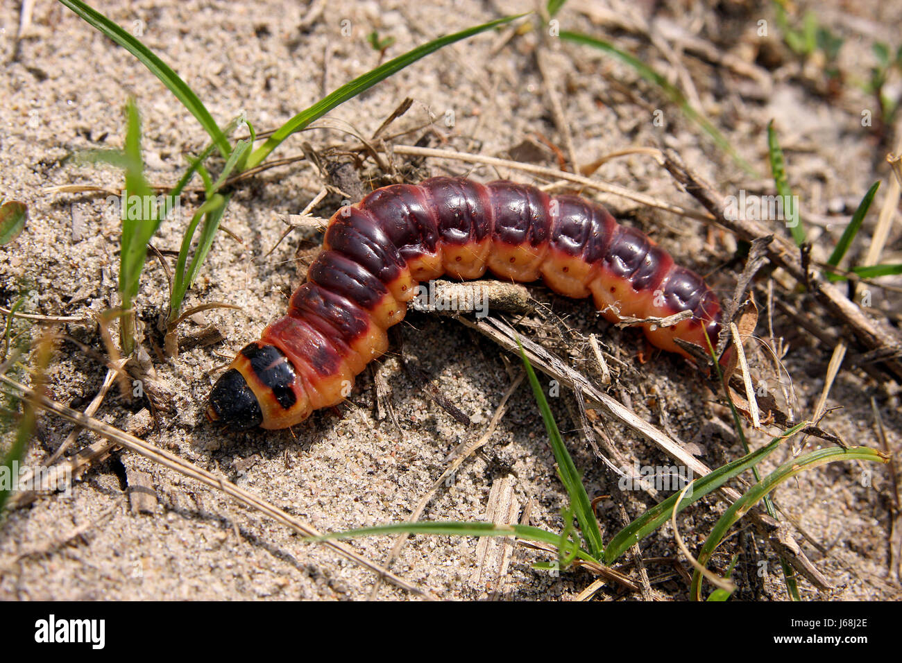 animal insect caterpillar varmint animal insect insects animals ...