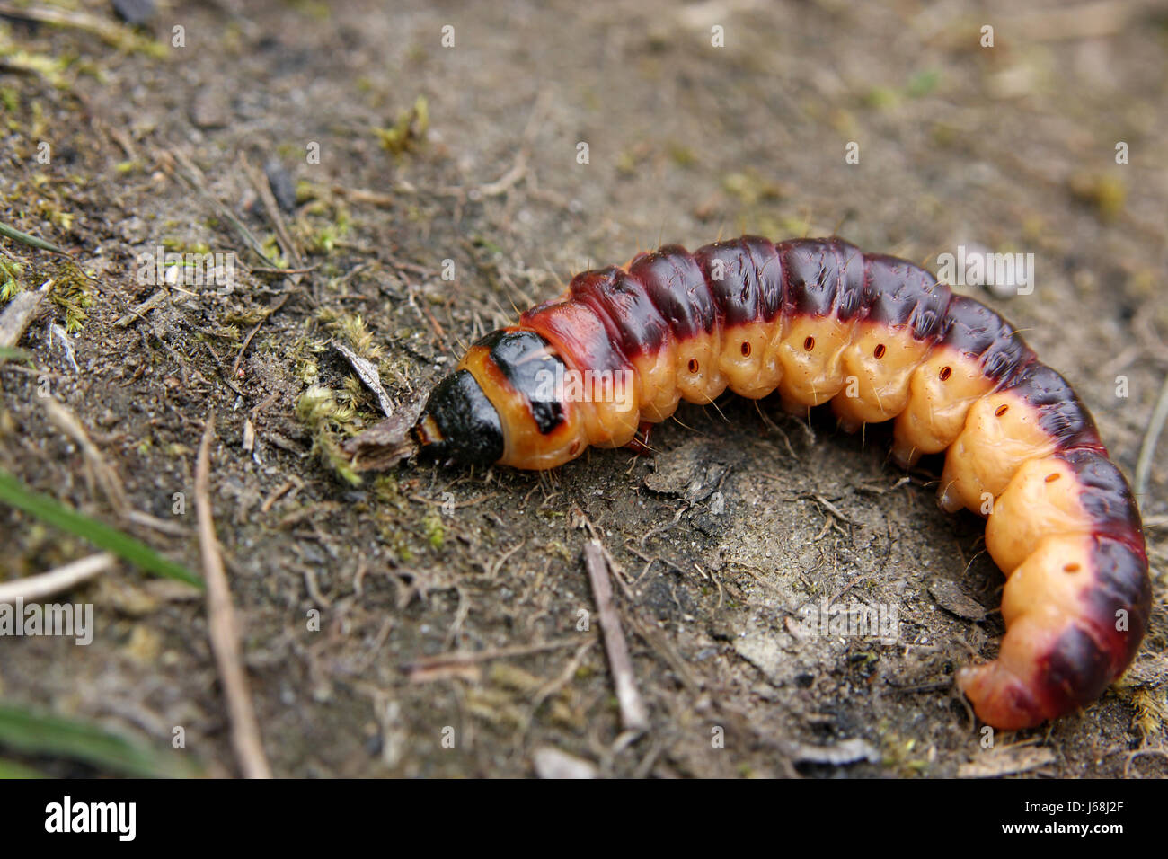 animal insect caterpillar varmint animal insect insects animals ...