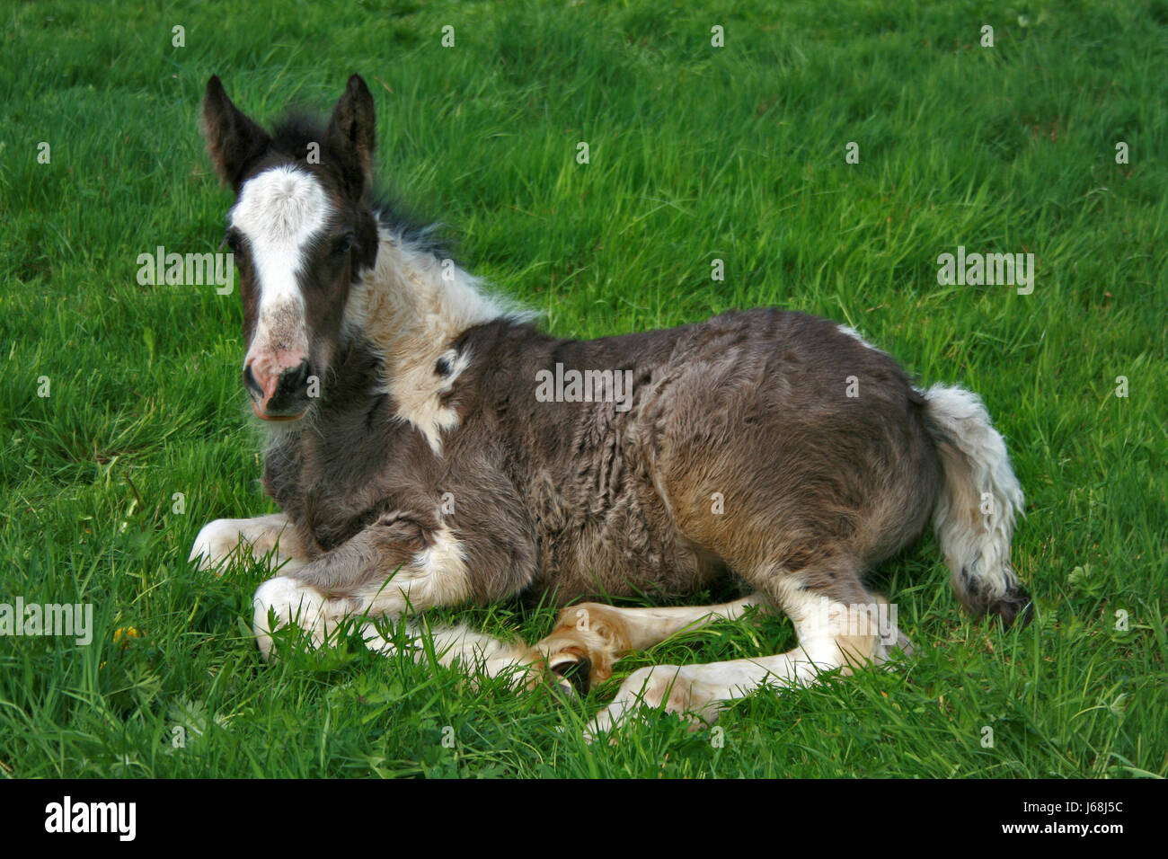 horse foal horse breeding paddock horse foal horse breeding paddock ...