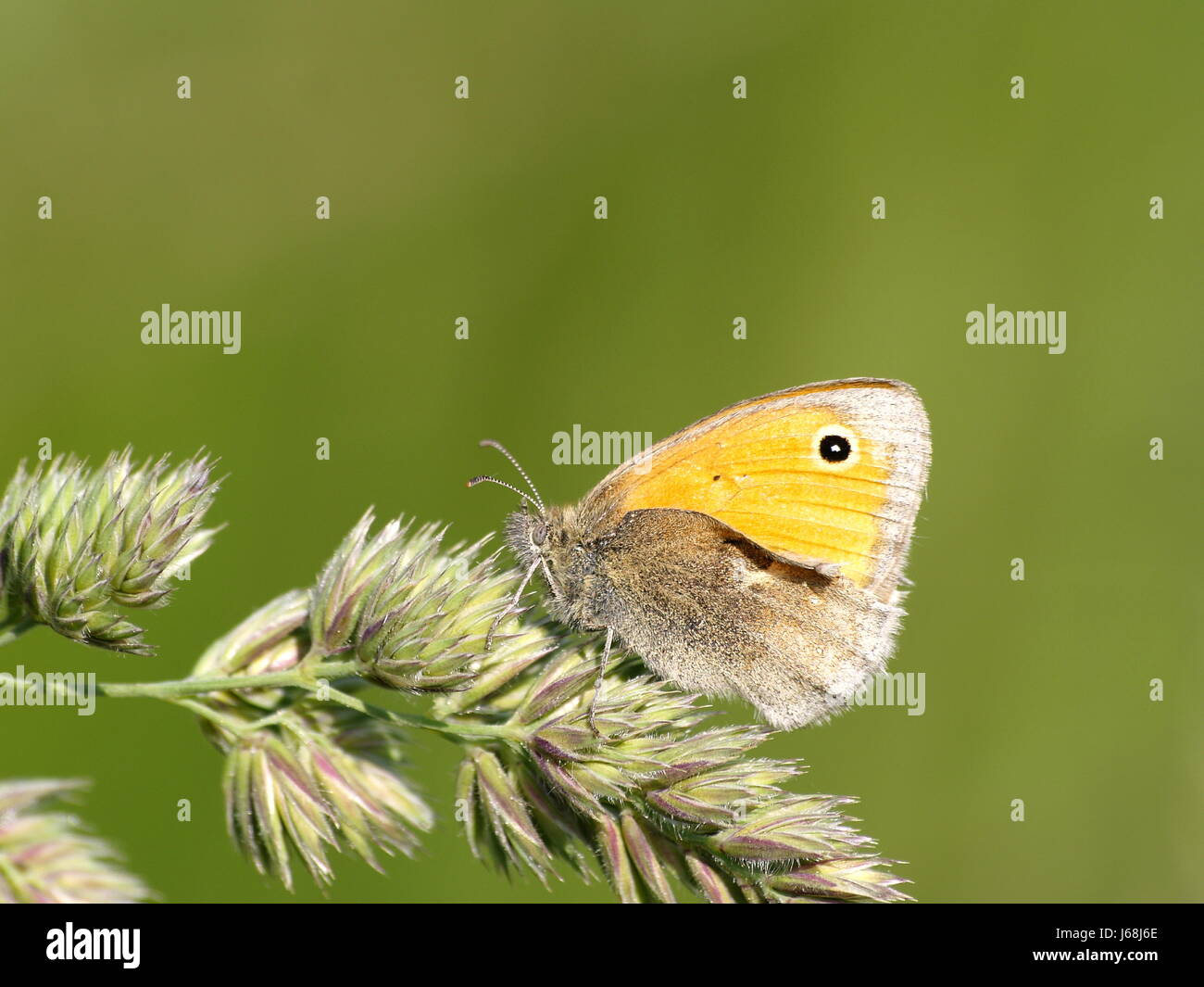 Heath aliment hi-res stock photography and images - Alamy