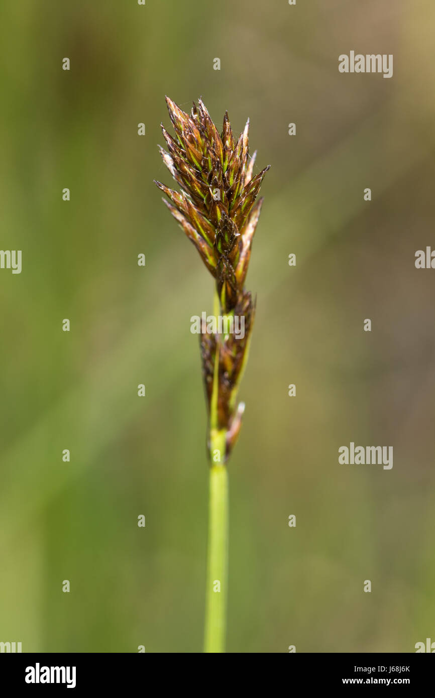 Spring sedge grass hi-res stock photography and images - Alamy
