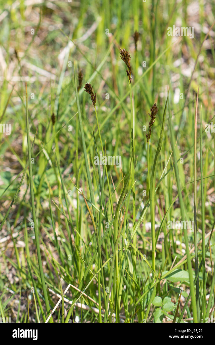 Spring sedge grass hi-res stock photography and images - Alamy