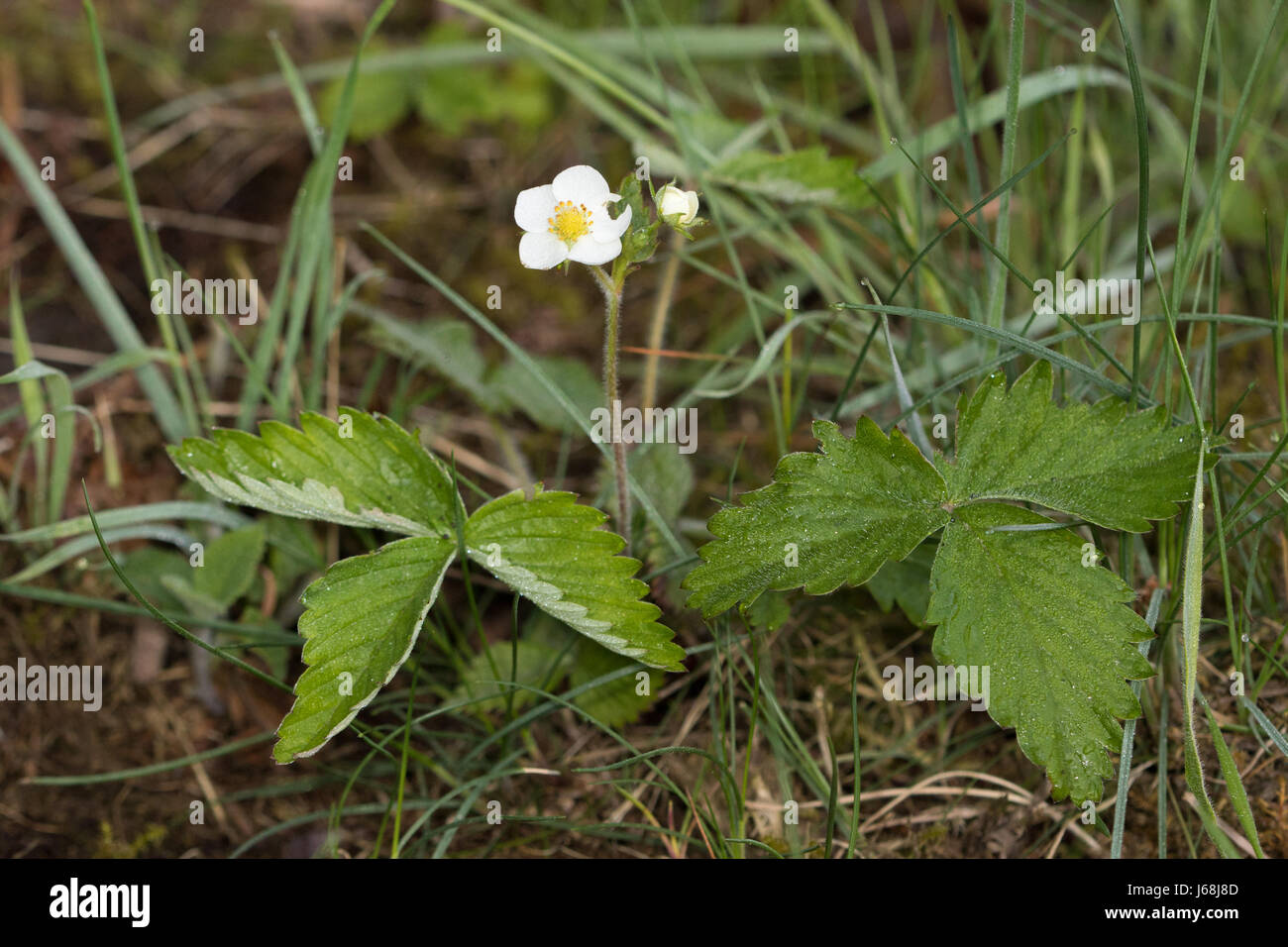 Fragaria hi-res stock photography and images - Alamy