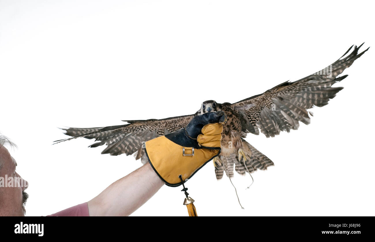 falcon and falconer Stock Photo - Alamy