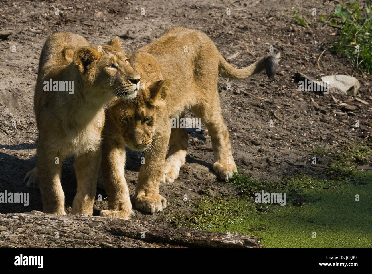 animal mammal animals lion cat big cat feline predator mammals lions ...