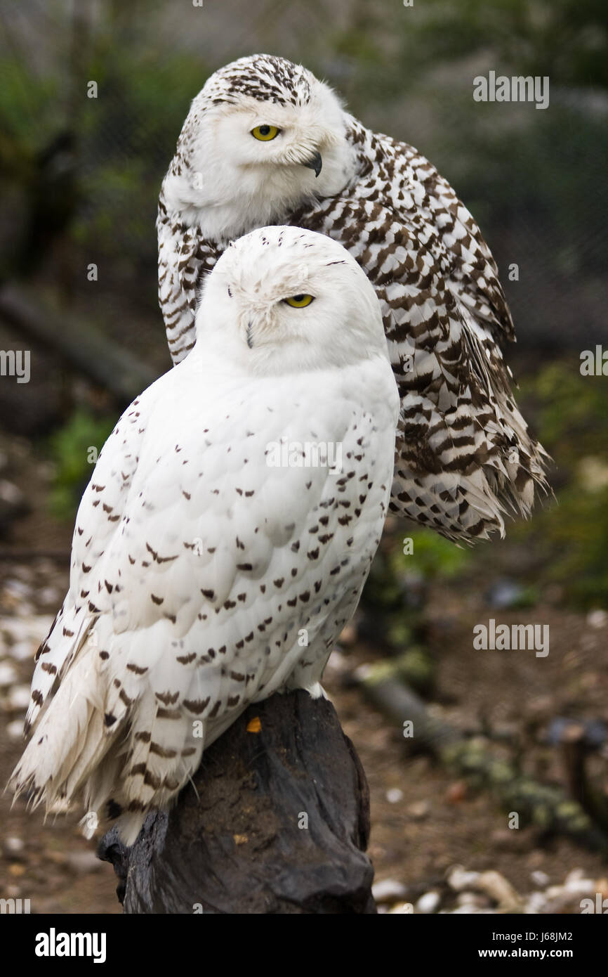 animal bird animals birds owl owls animal bird animals snow coke ...