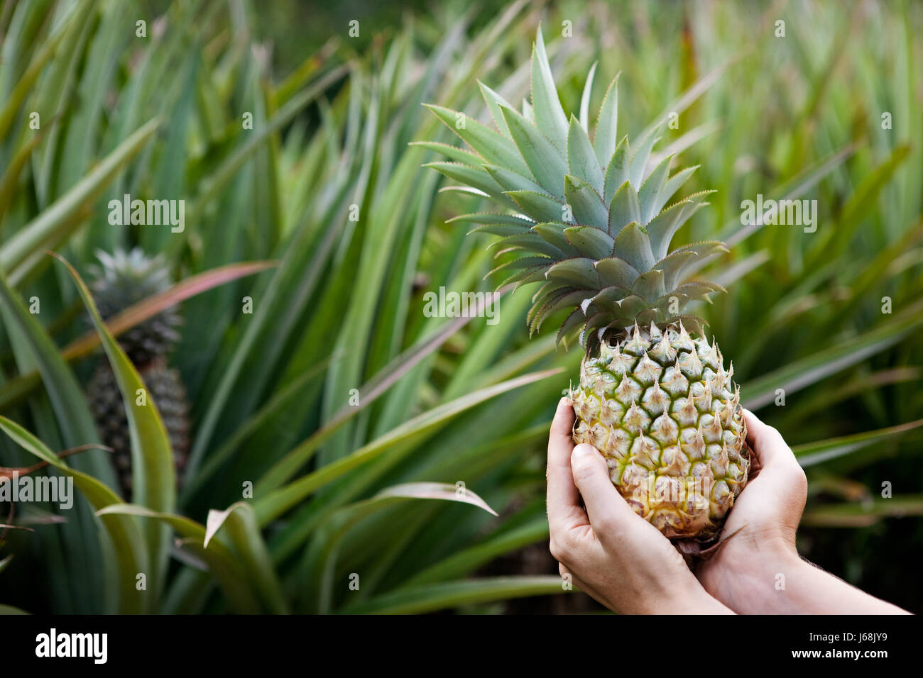 pick food aliment sweet garden space wild summer summerly ripe harvest ...