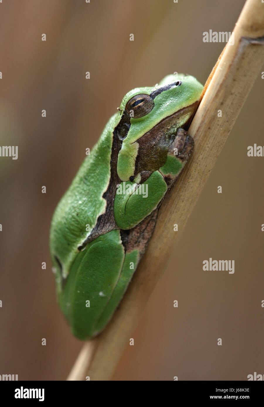 Tree climber frog hi-res stock photography and images - Alamy