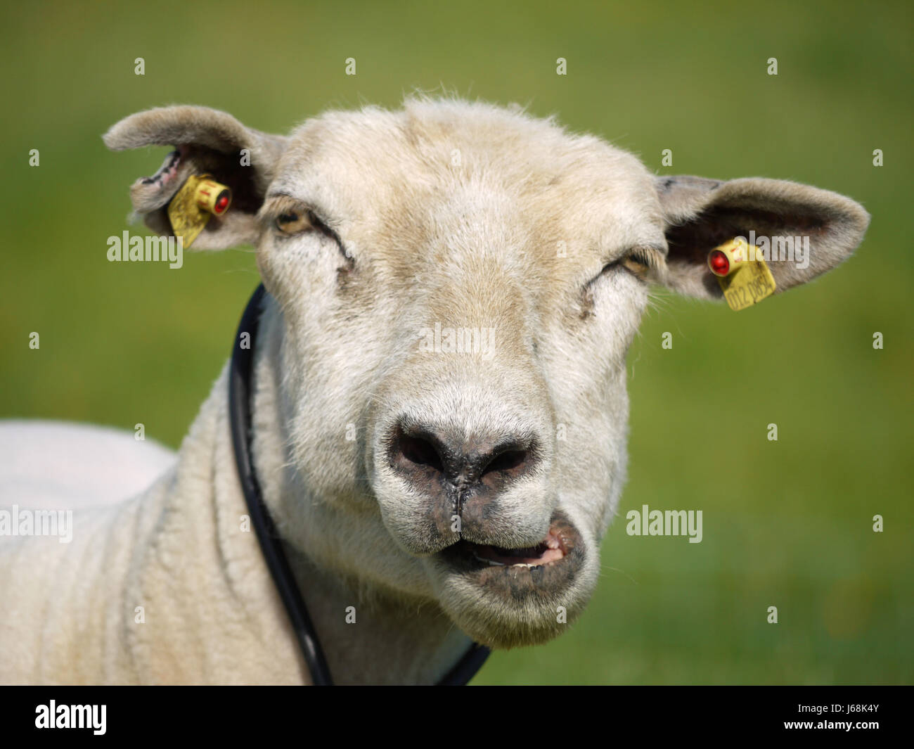 Blockhead animal hi-res stock photography and images - Alamy