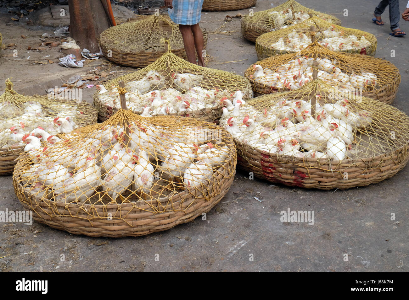 Live chickens for sale on the market in Kolkata, India on February 11 ...