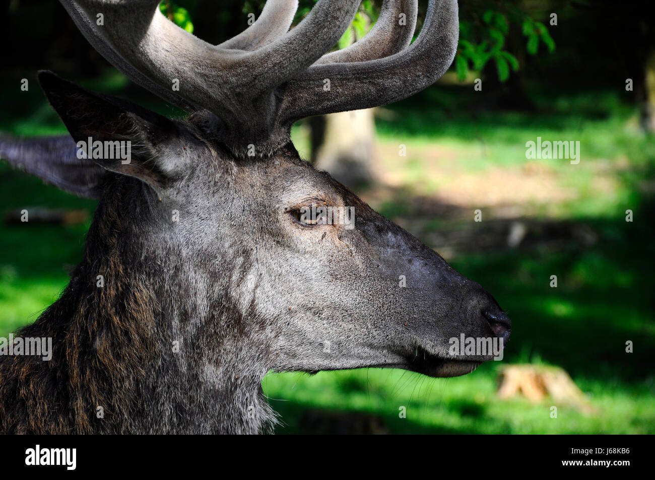 brown brownish brunette animals horns roe forest nature hart stag brown ...