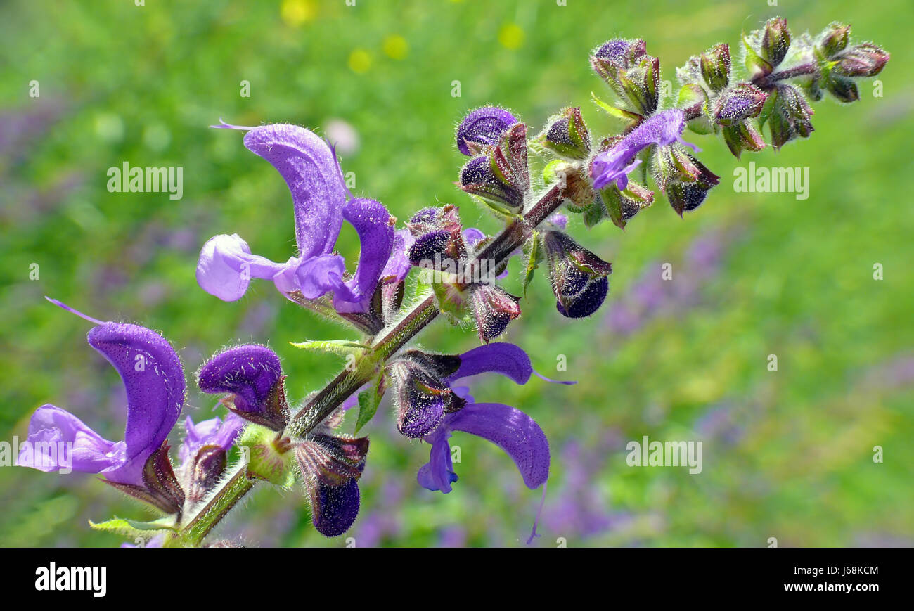 meadow sage [salvia pratensis] Stock Photo - Alamy