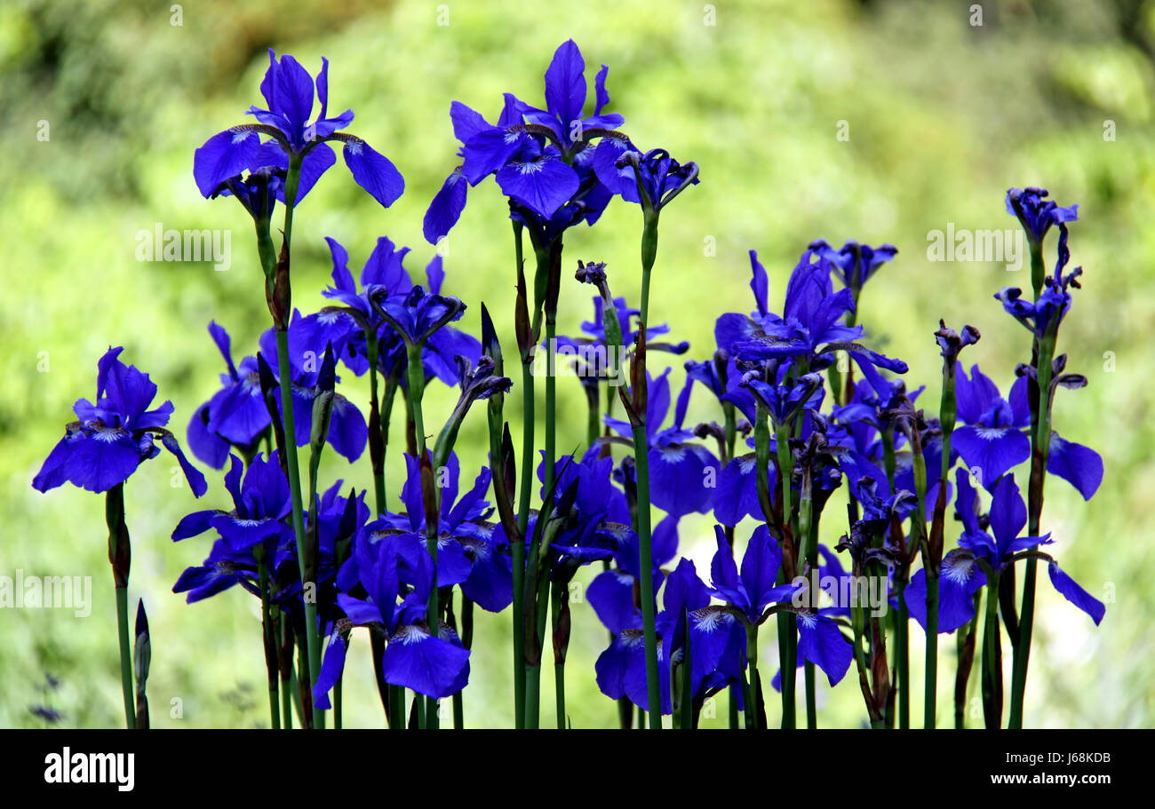 lilies of the field Stock Photo - Alamy