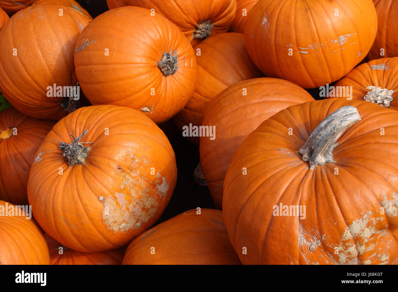 holiday halloween pumpkin october harvest festival fall autumn plant ...
