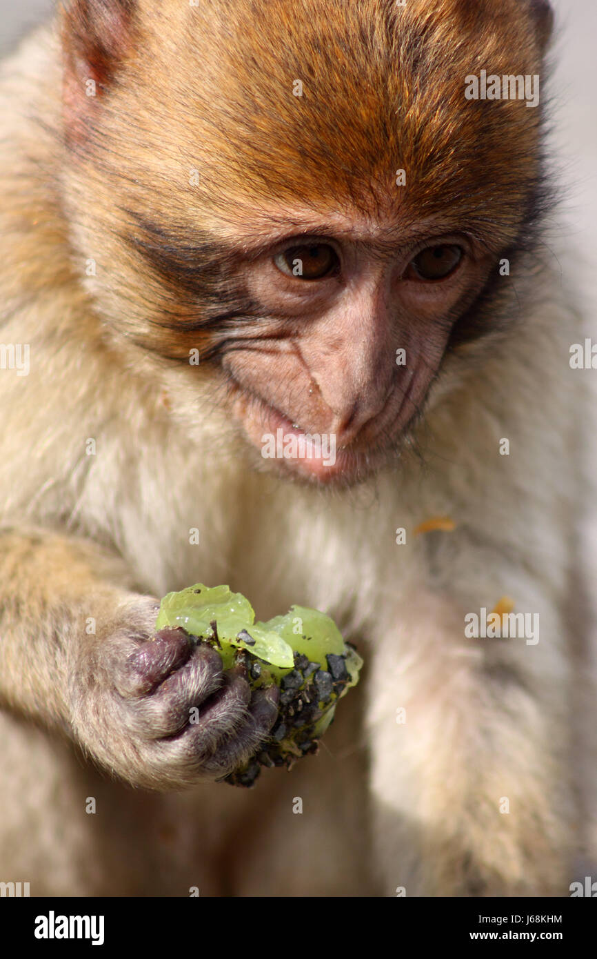 mammal monkey apes hand hands finger animal fauna face eyes europe skin ...