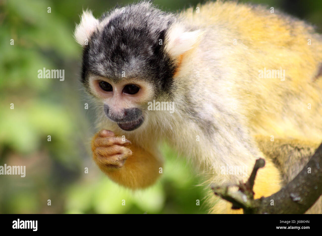 animal monkey skin apes squirrel monkey hand hands finger tree mammal ...