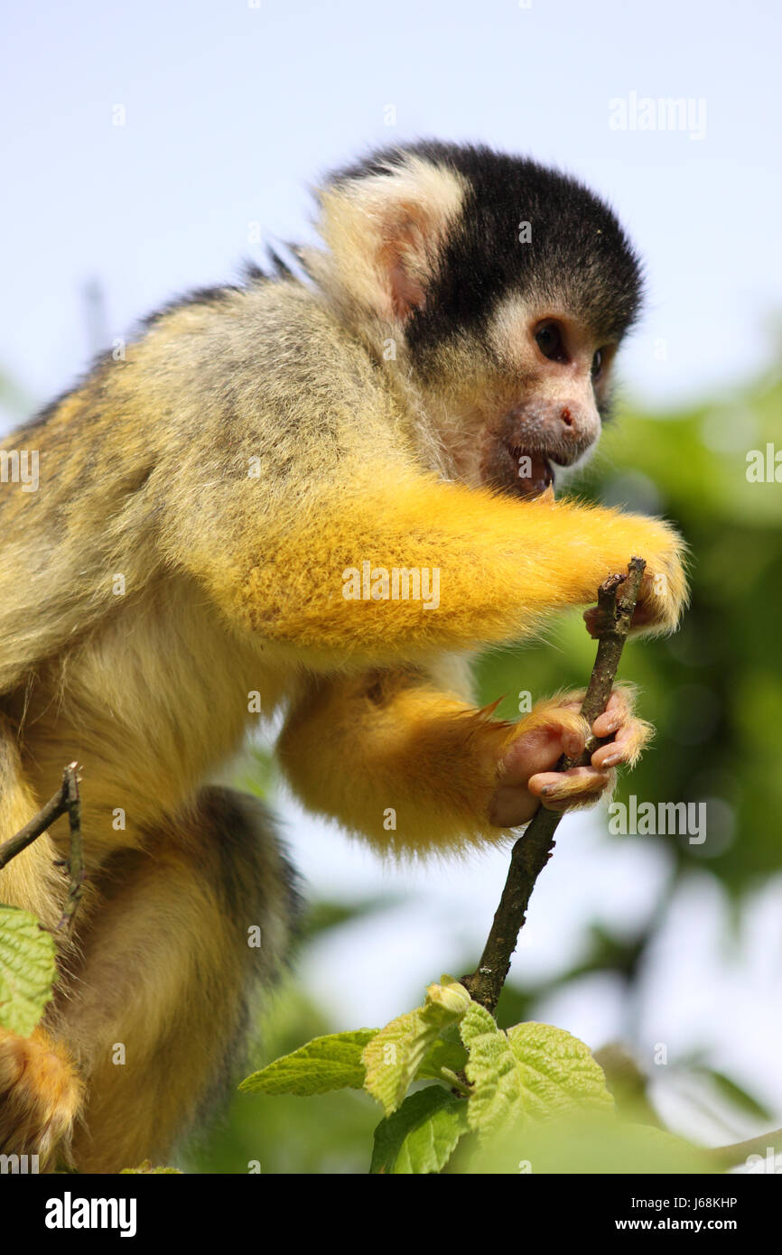 Monkey hand hi-res stock photography and images - Alamy