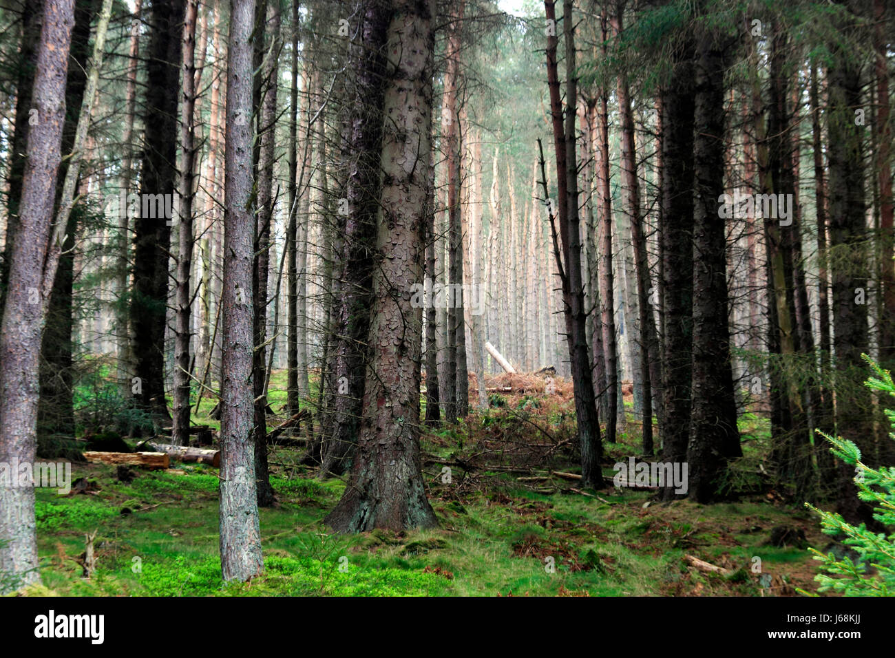 Forest, Scottish Borders, Scotland, UK Stock Photo - Alamy