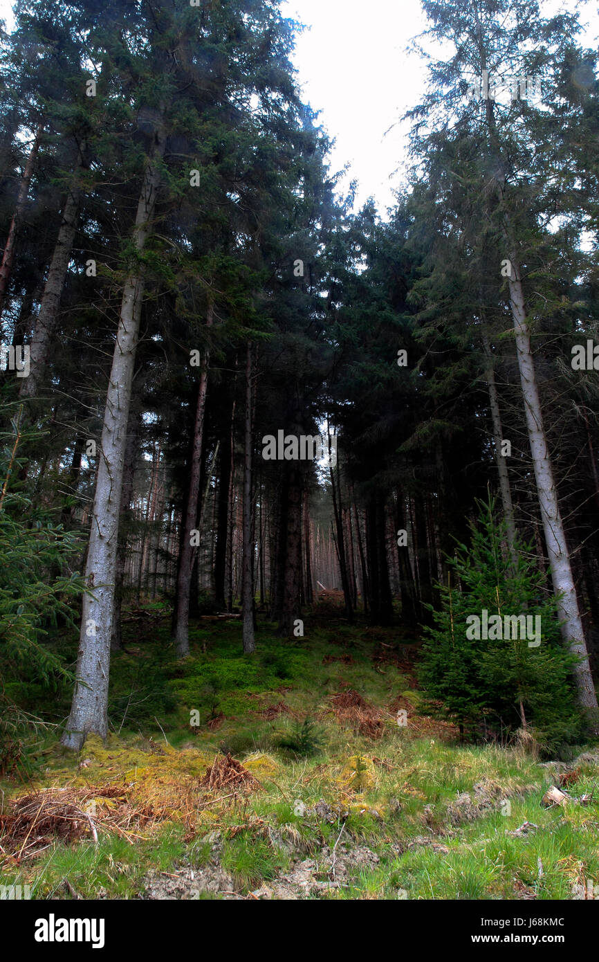 Forest, Scottish Borders, Scotland, UK Stock Photo - Alamy