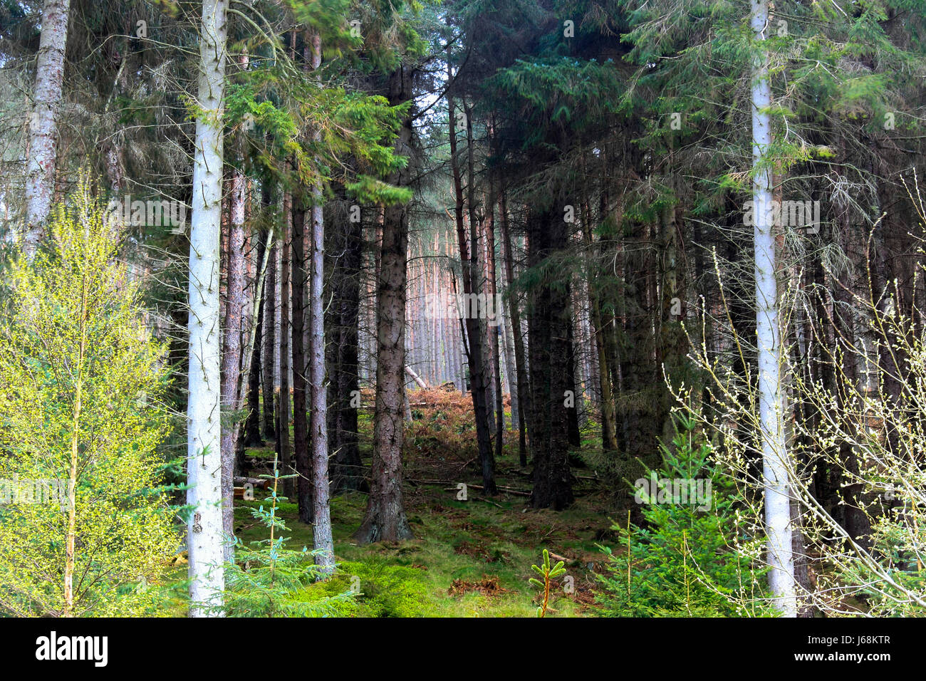 Forest, Scottish Borders, Scotland, UK Stock Photo - Alamy