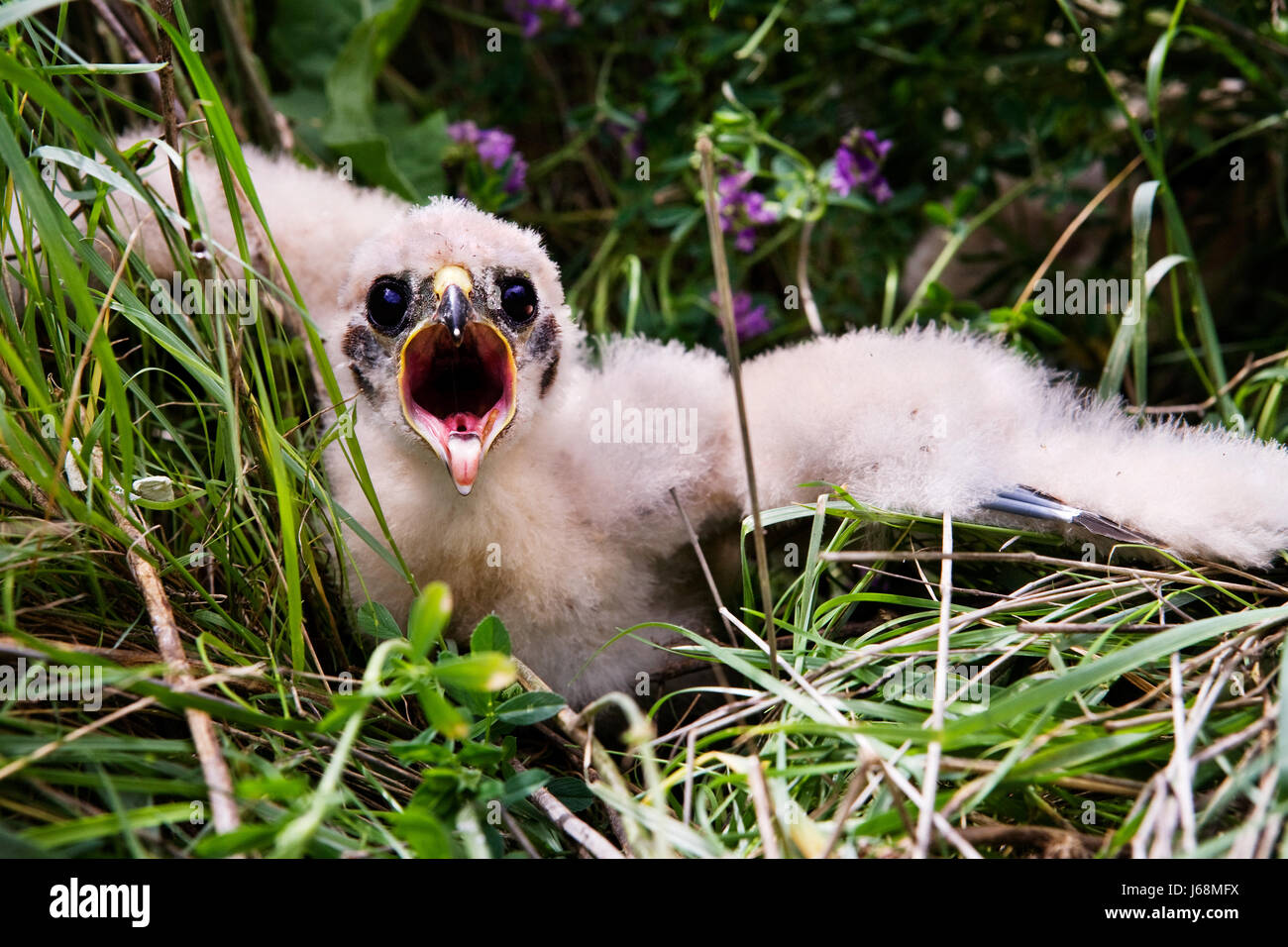fight fighting animal bird wild falcon cub baby falconry habitat ...